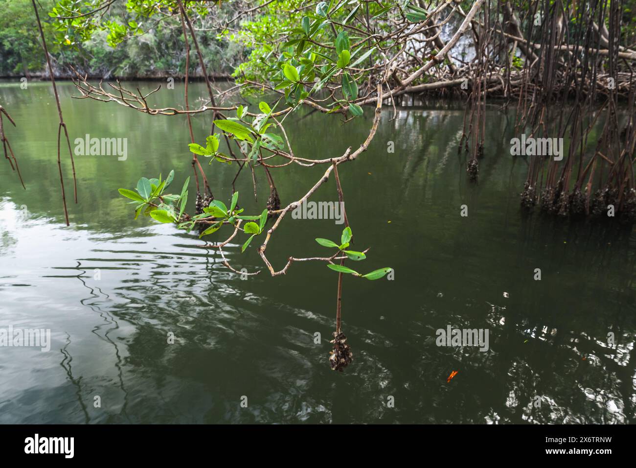 Samana bay coastal landscape with branches of mangrove tree, Dominican ...