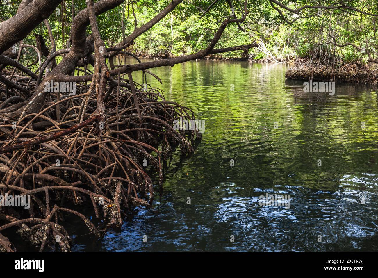 Wild mangrove forest landscape with trees growing in seawater. Samana ...