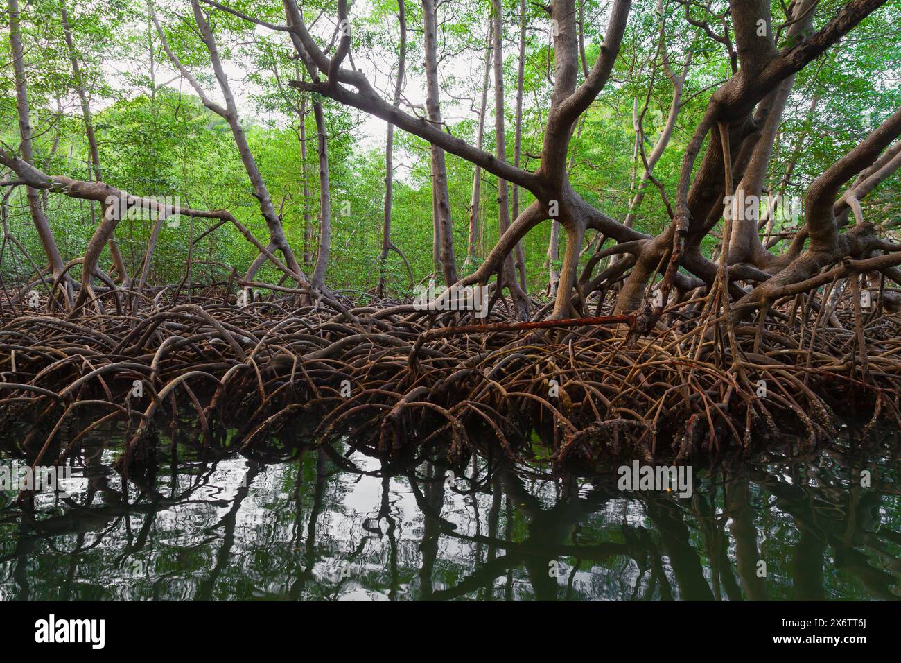 Natural landscape with mangrove trees growing in salty sea water ...