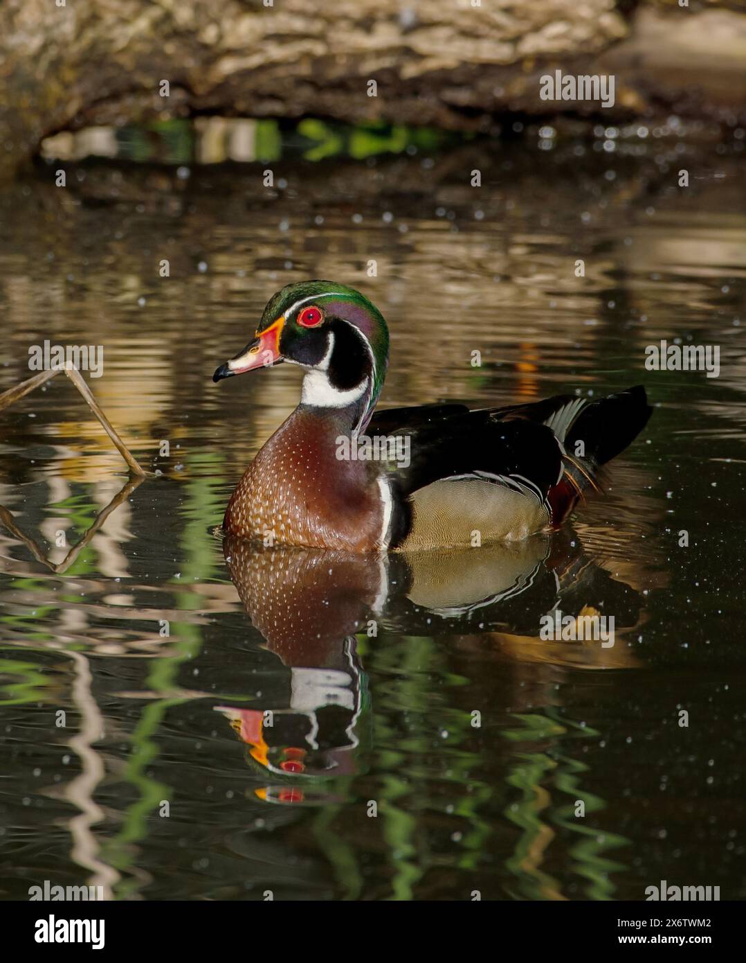Wood Duck (Aix sponsa) in Boise, Idaho Stock Photo - Alamy