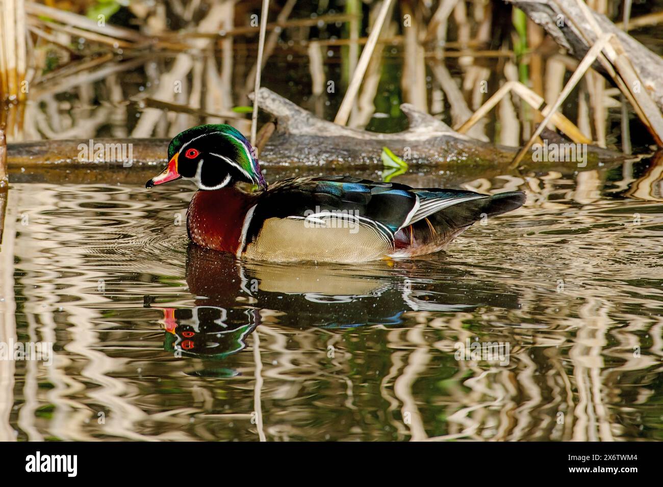 Wood Duck (Aix sponsa) in Boise, Idaho Stock Photo - Alamy