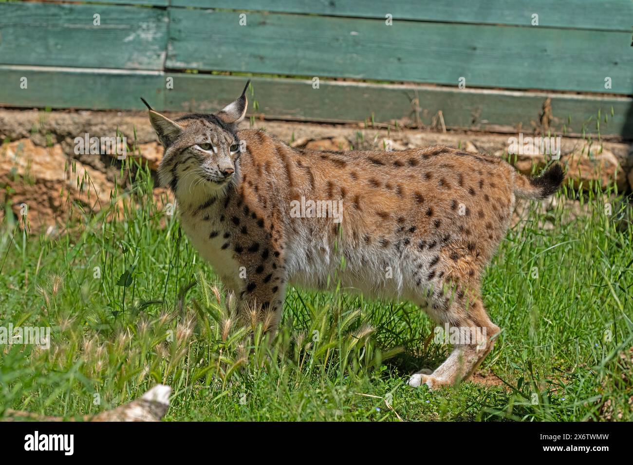 Side view of Eurasian Lynx (Lynx lynx Stock Photo - Alamy