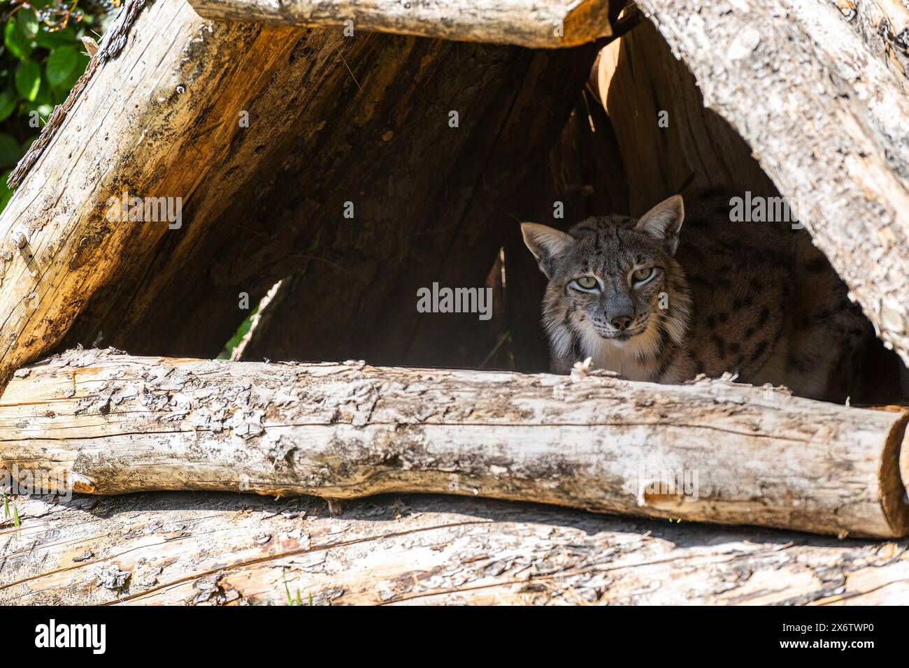 Eurasian Lynx (Lynx lynx) in a nest made of wooden logs Stock Photo - Alamy