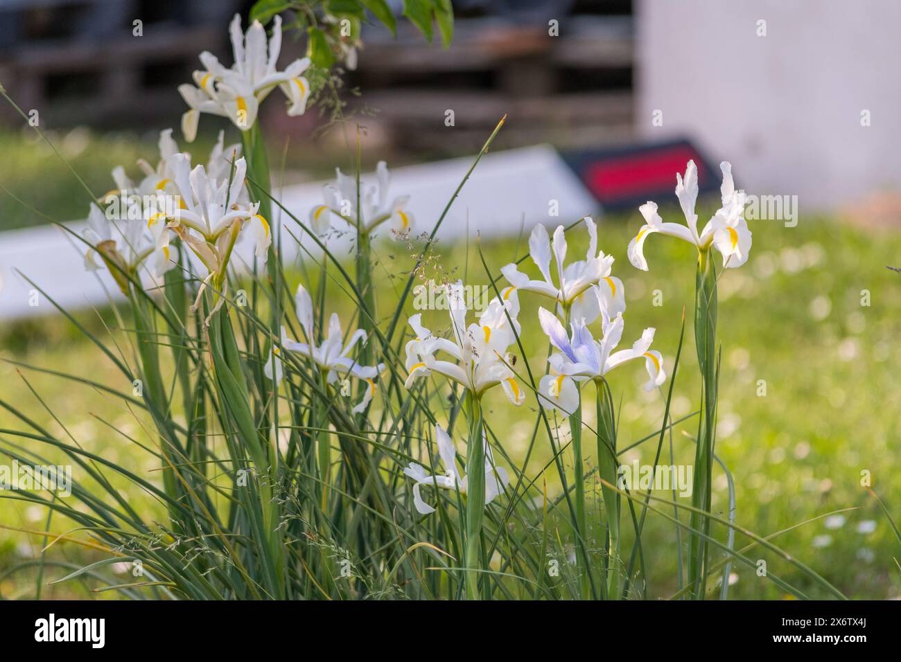 Iris ochroleuca hi-res stock photography and images - Alamy