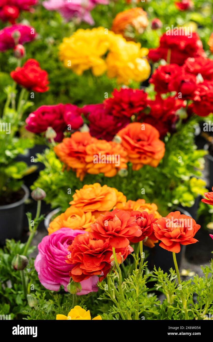 Family ranunculaceae hi-res stock photography and images - Alamy