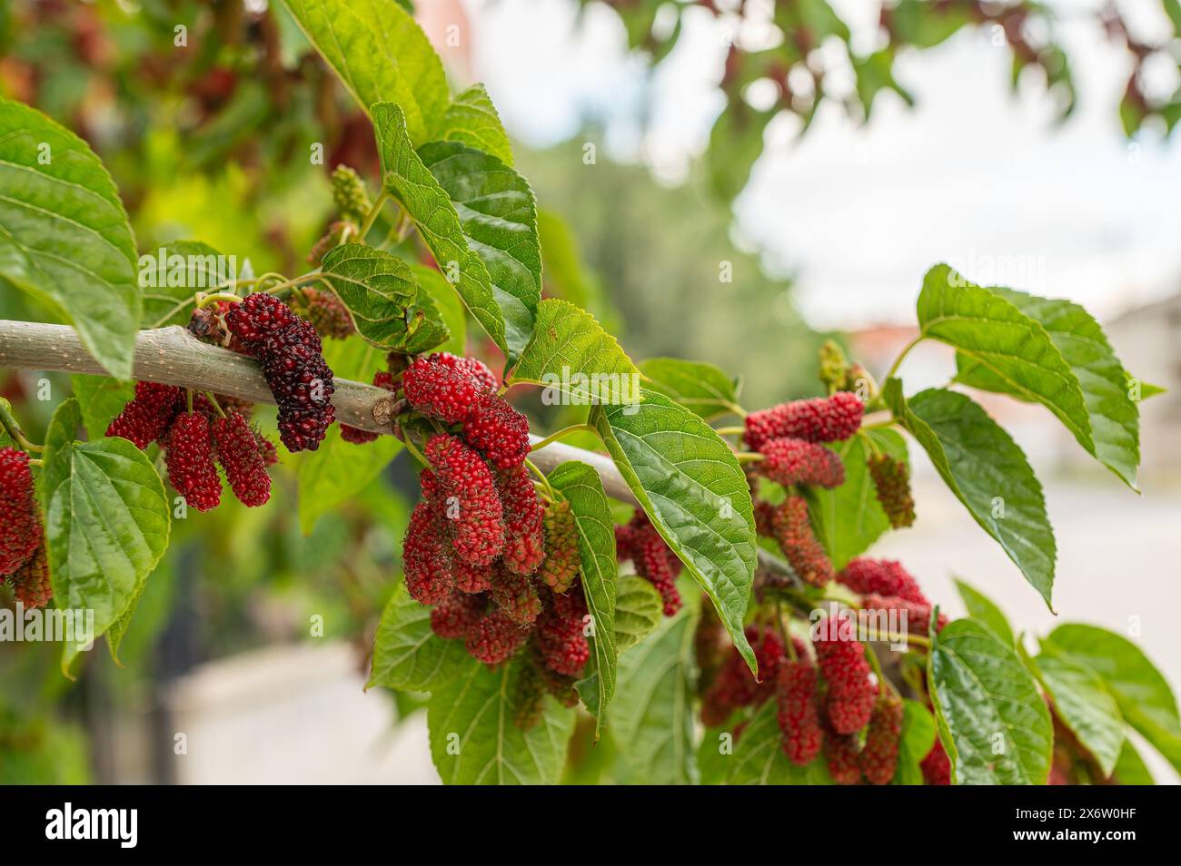 Mulberry tree with green leaves, unripe red-coloured mulberry fruits ...