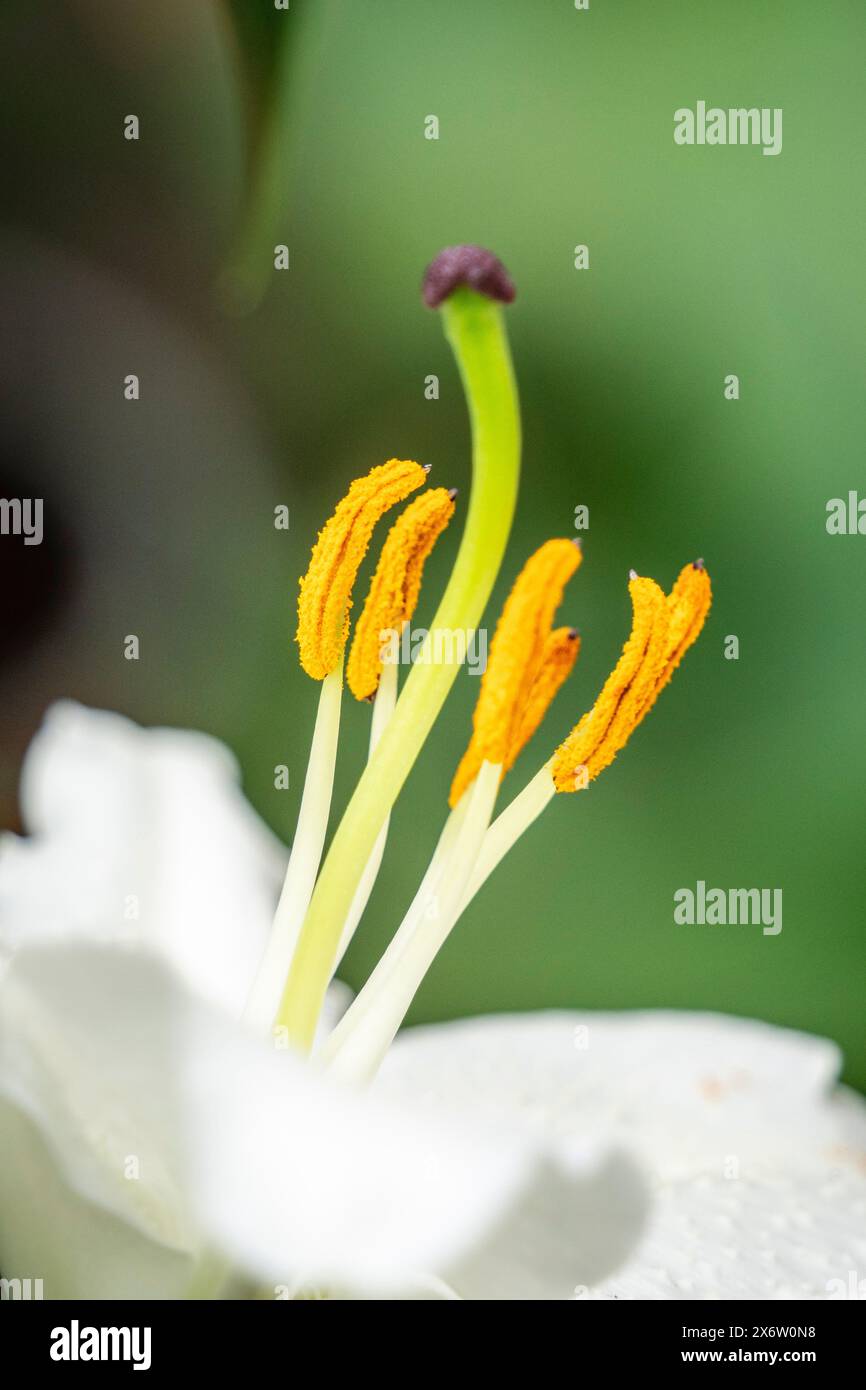 Lilies in bloom, - Lilium-, Liliaceae family, Mallorca, Spain Stock ...