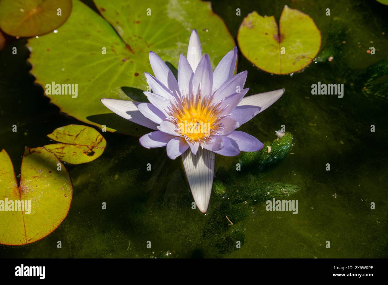 Lotus leaf in pond top hi-res stock photography and images - Alamy