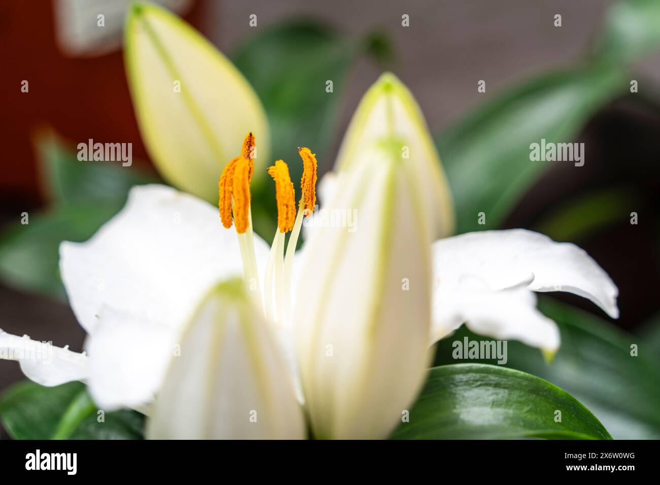 Liliaceae family hi-res stock photography and images - Alamy