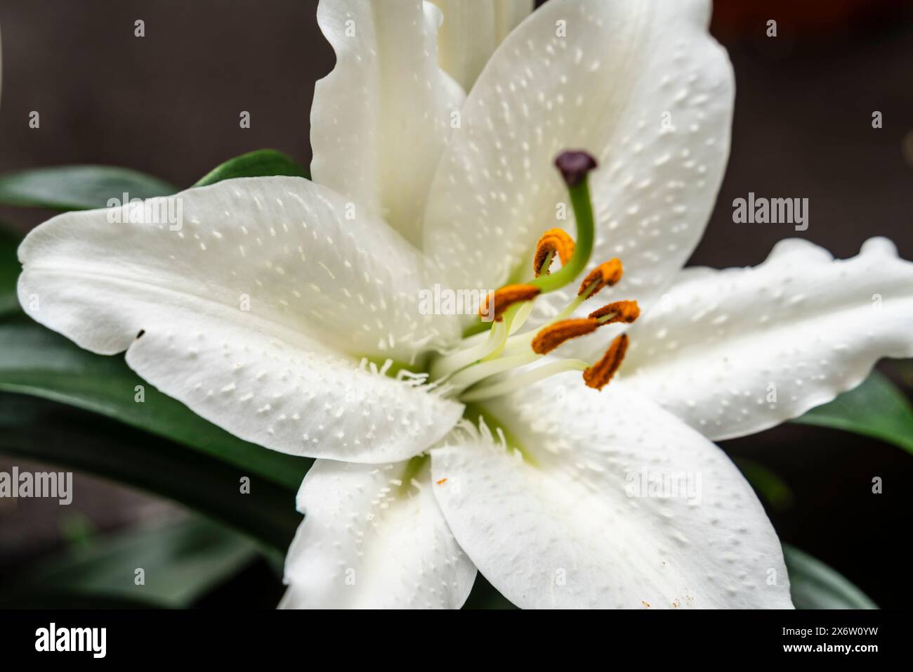 Lilies in bloom, - Lilium-, Liliaceae family, Mallorca, Spain Stock ...