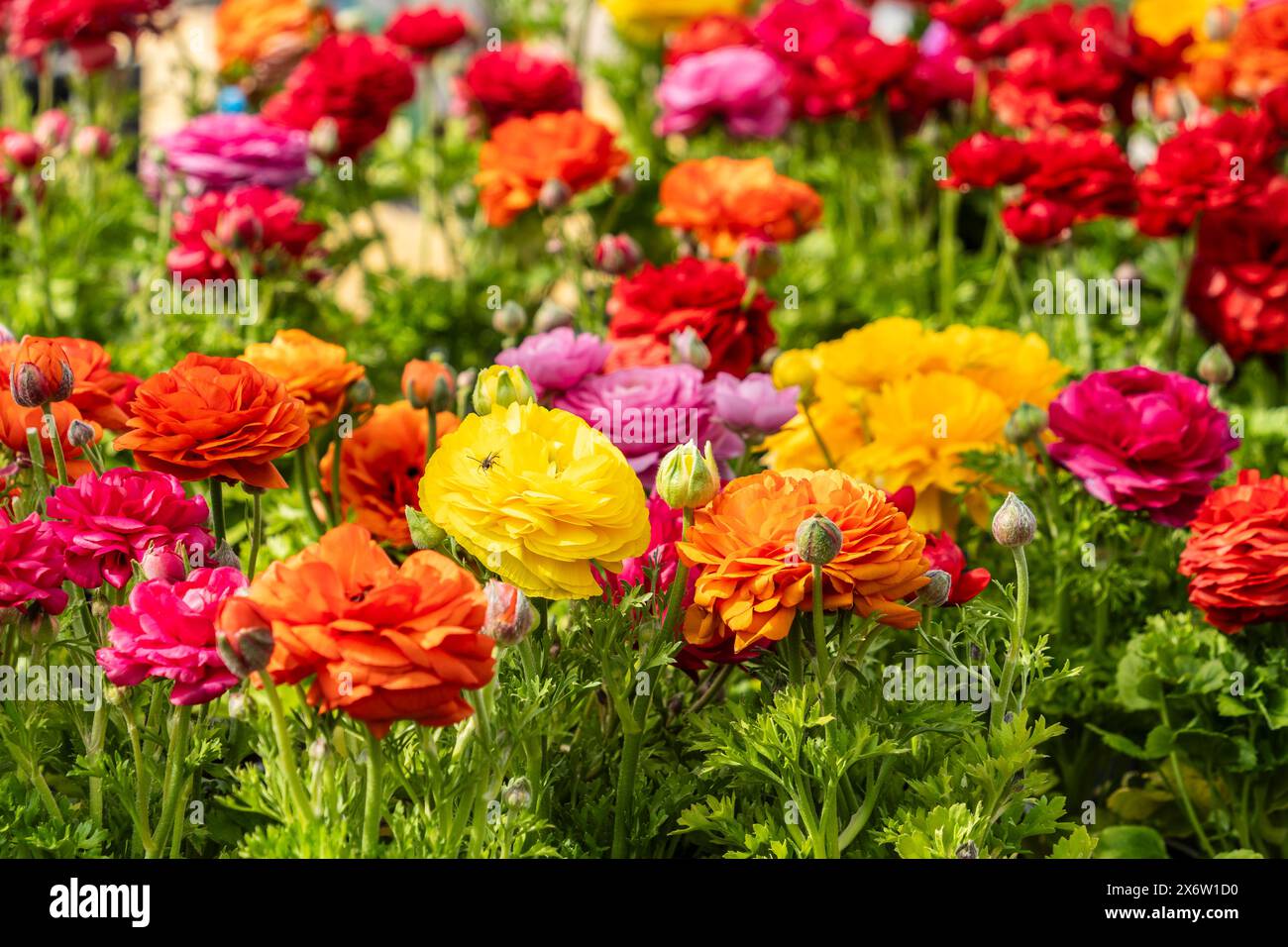 Family ranunculaceae hi-res stock photography and images - Alamy