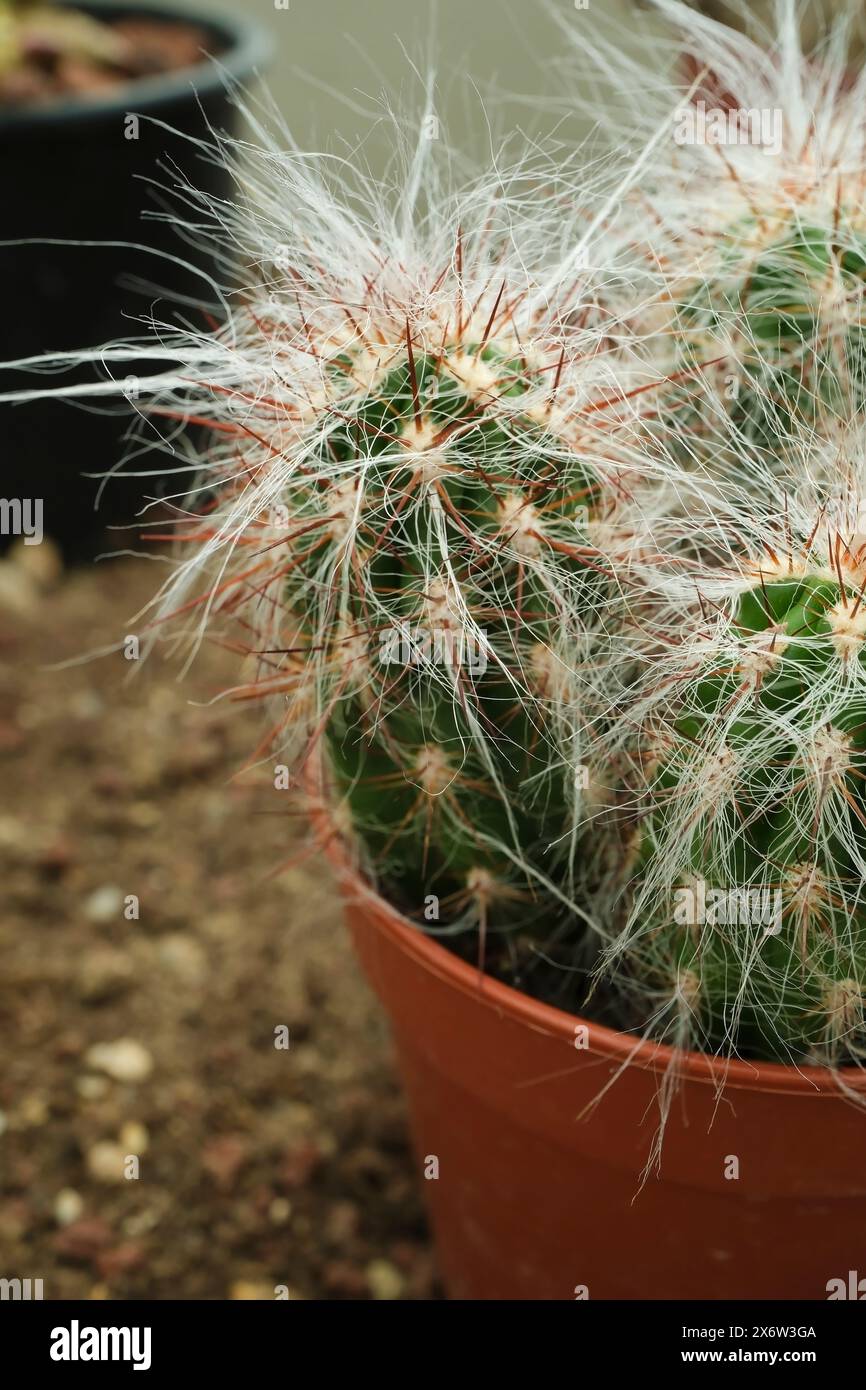 An exotic cactus covered with fluffy white spines, close-up photo Stock ...