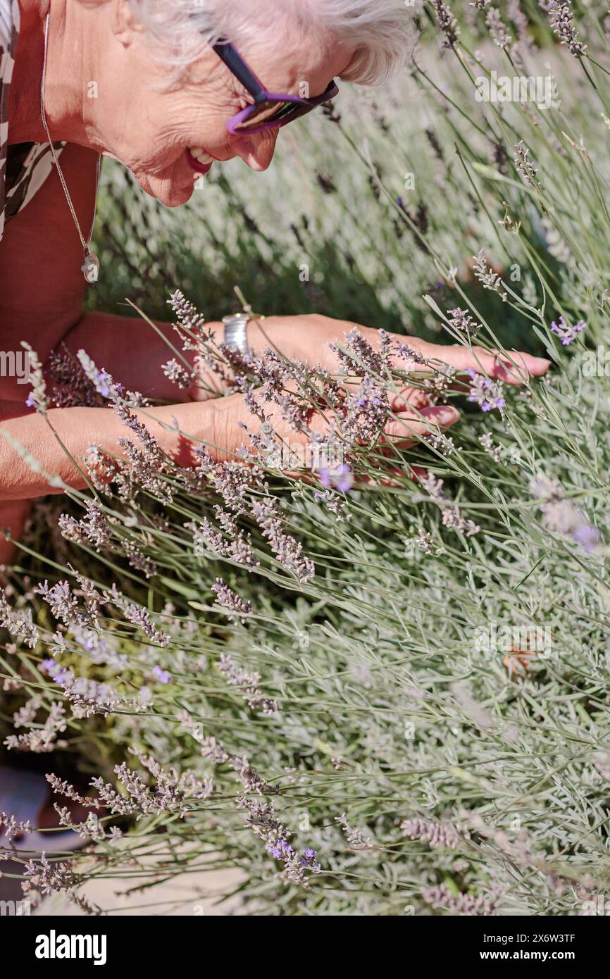 Happy senior woman smelling and touching lavender flowers Stock Photo ...