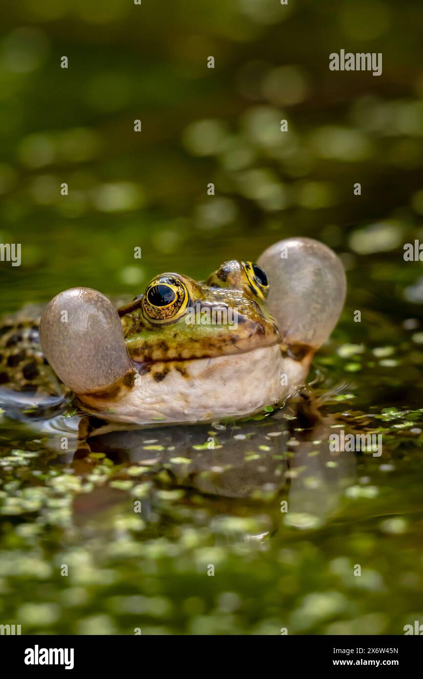 Frog calling in water. One breeding male pool frog crying with vocal ...