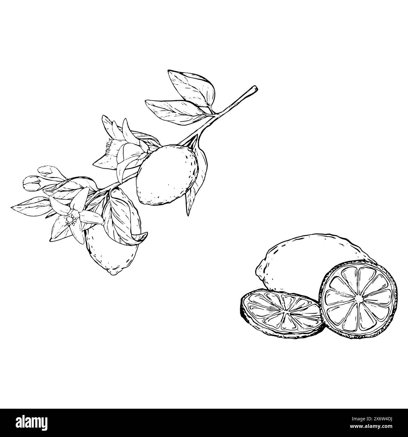 Tree slice Black and White Stock Photos & Images - Alamy