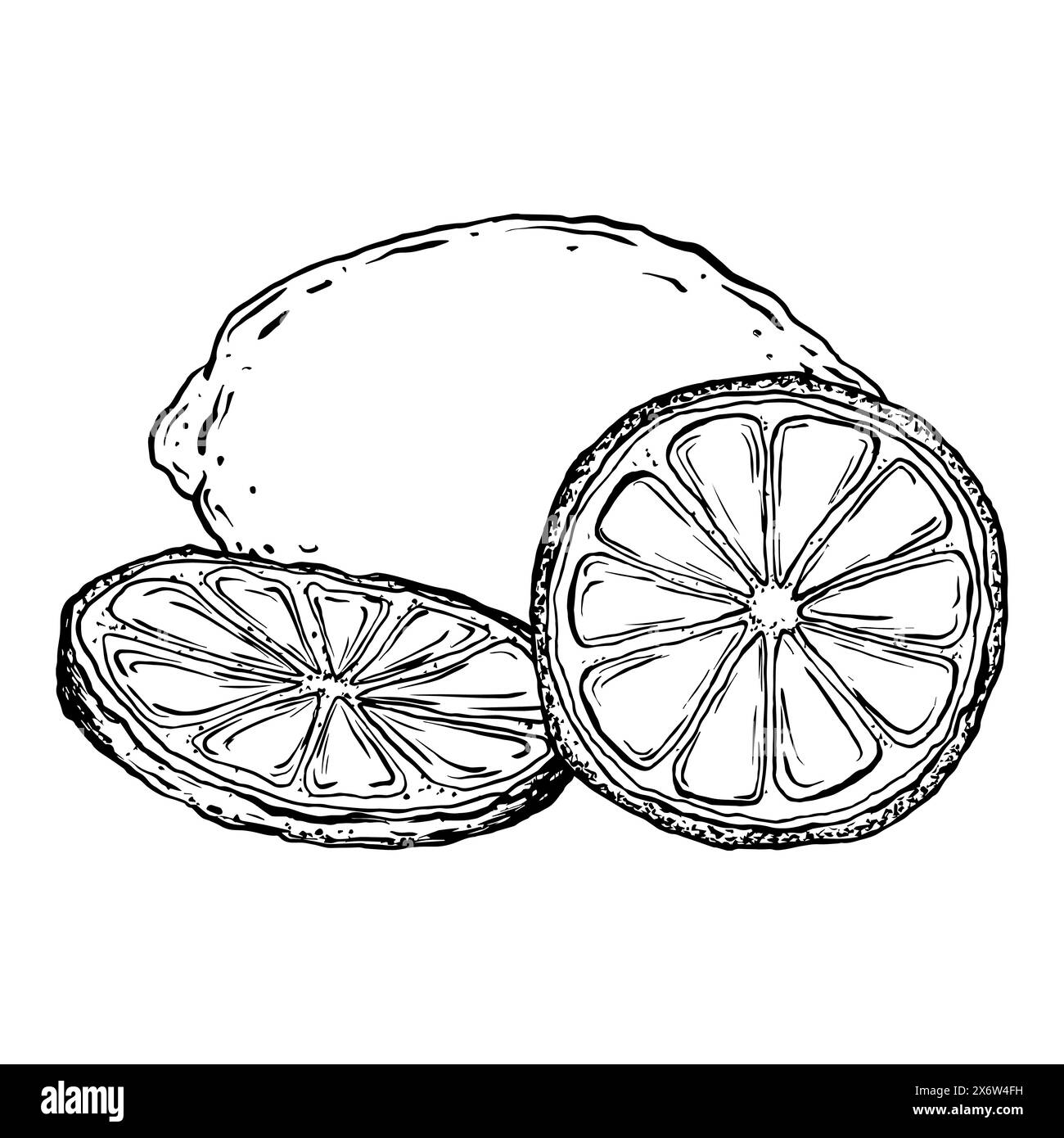 Lemons with slice citrus fruit in line art style, sketch. Hand drawn botanical illustration ...