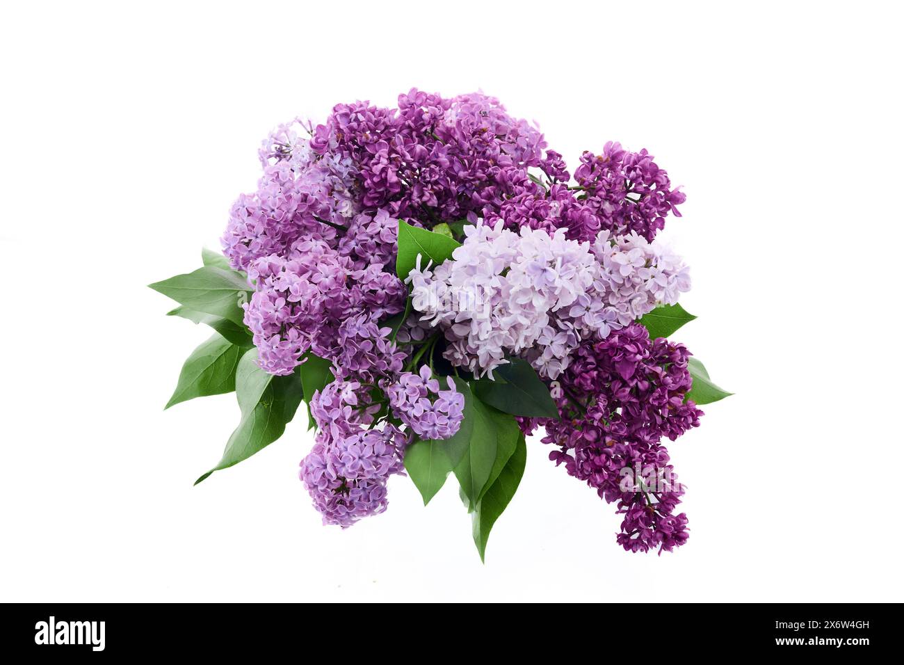 Fresh Lilac Bouquet on White Background Stock Photo - Alamy