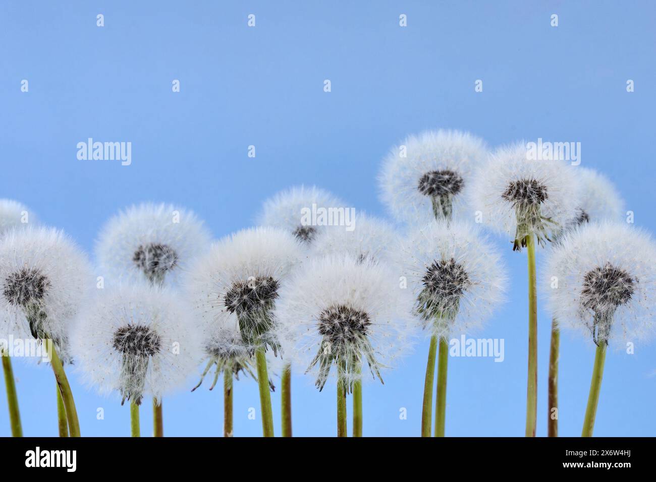 Dandelion seed dispersing hi-res stock photography and images - Alamy