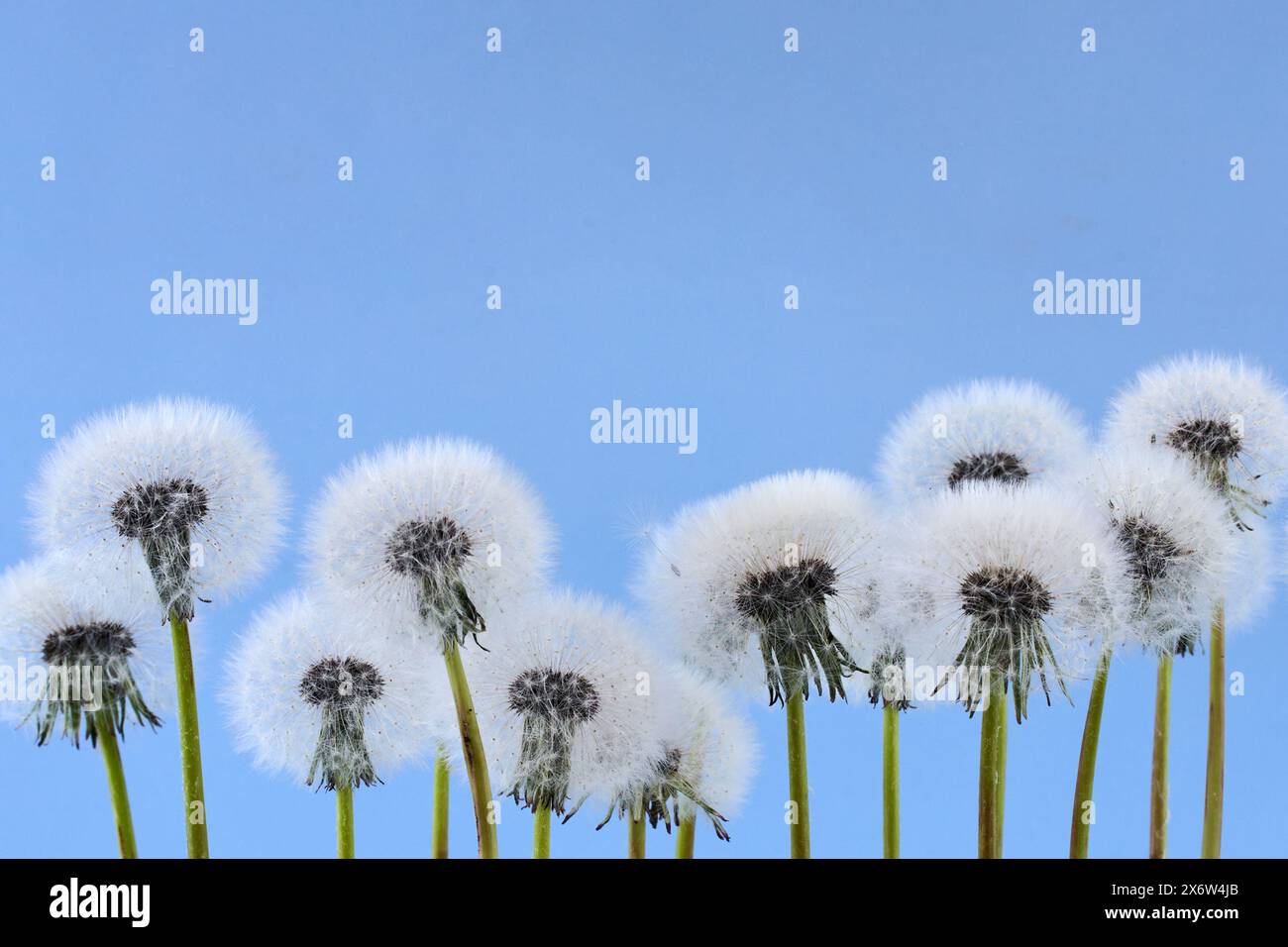Spring puffballs hi-res stock photography and images - Alamy