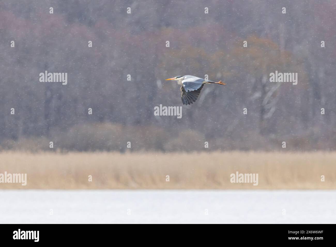 A grey heron flying in Helsinki Stock Photo - Alamy