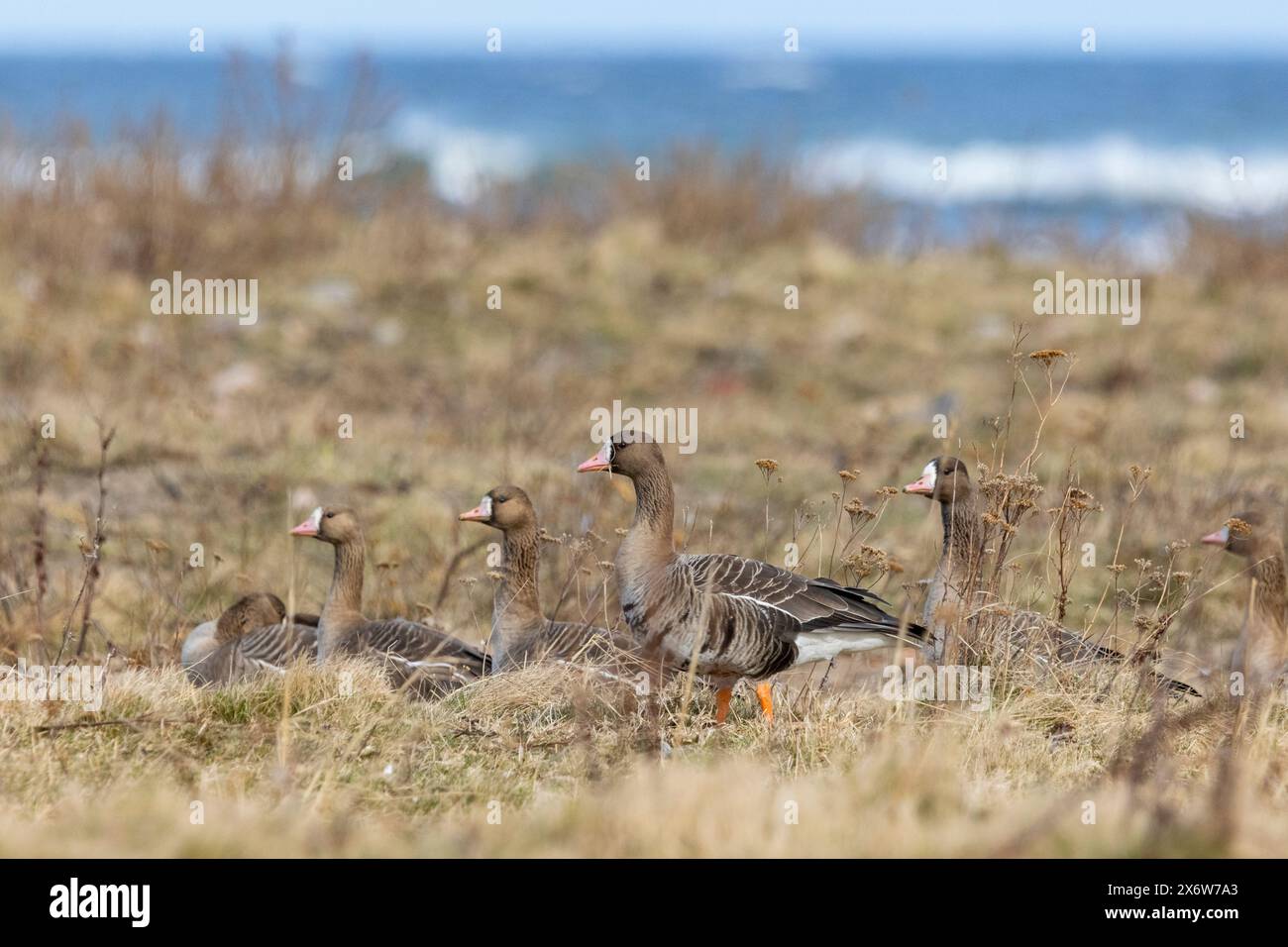 Greater white fronted goose migration hi-res stock photography and ...