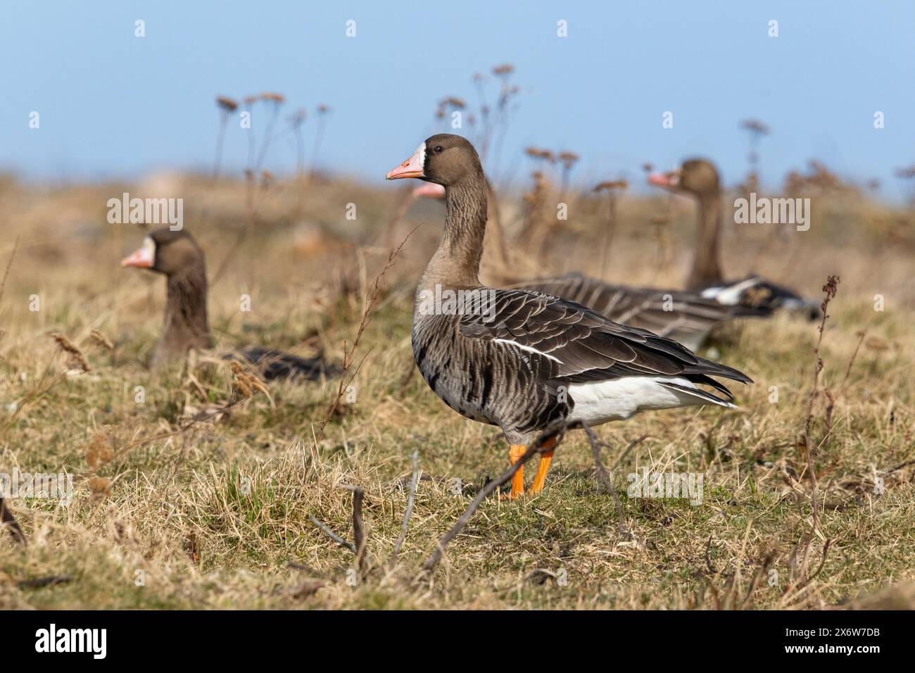 Greater white-fronted geese in Estonia Stock Photo - Alamy