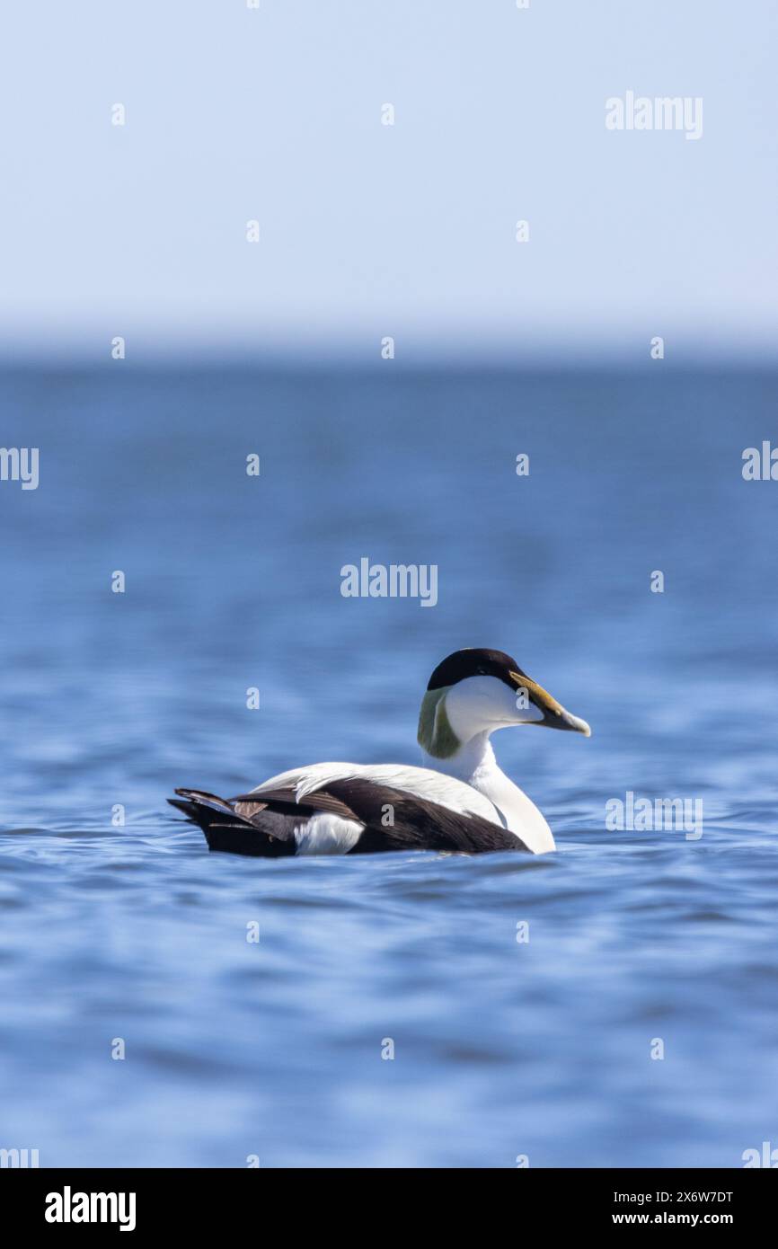 A male common eider in Finlad Stock Photo - Alamy