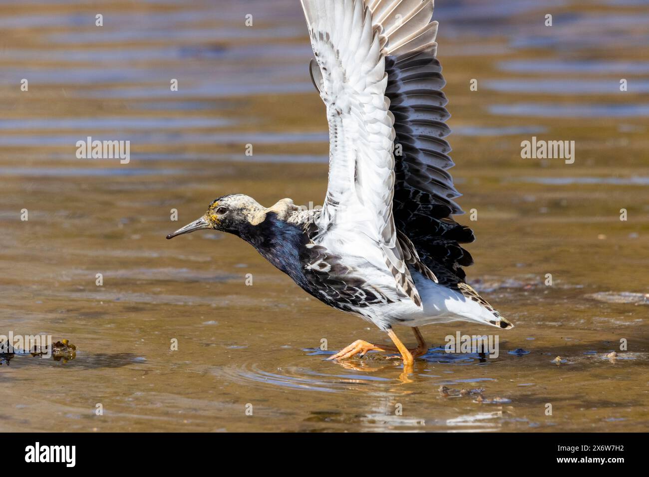 A male ruff in Finlad Stock Photo - Alamy