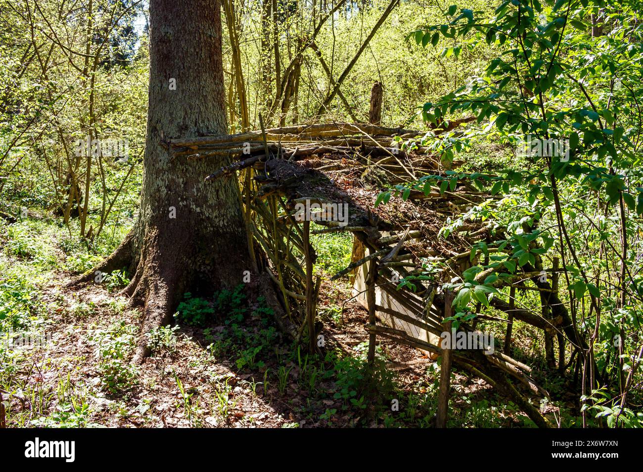 Old dilapidated hut in the wild forest under a tree Stock Photo - Alamy