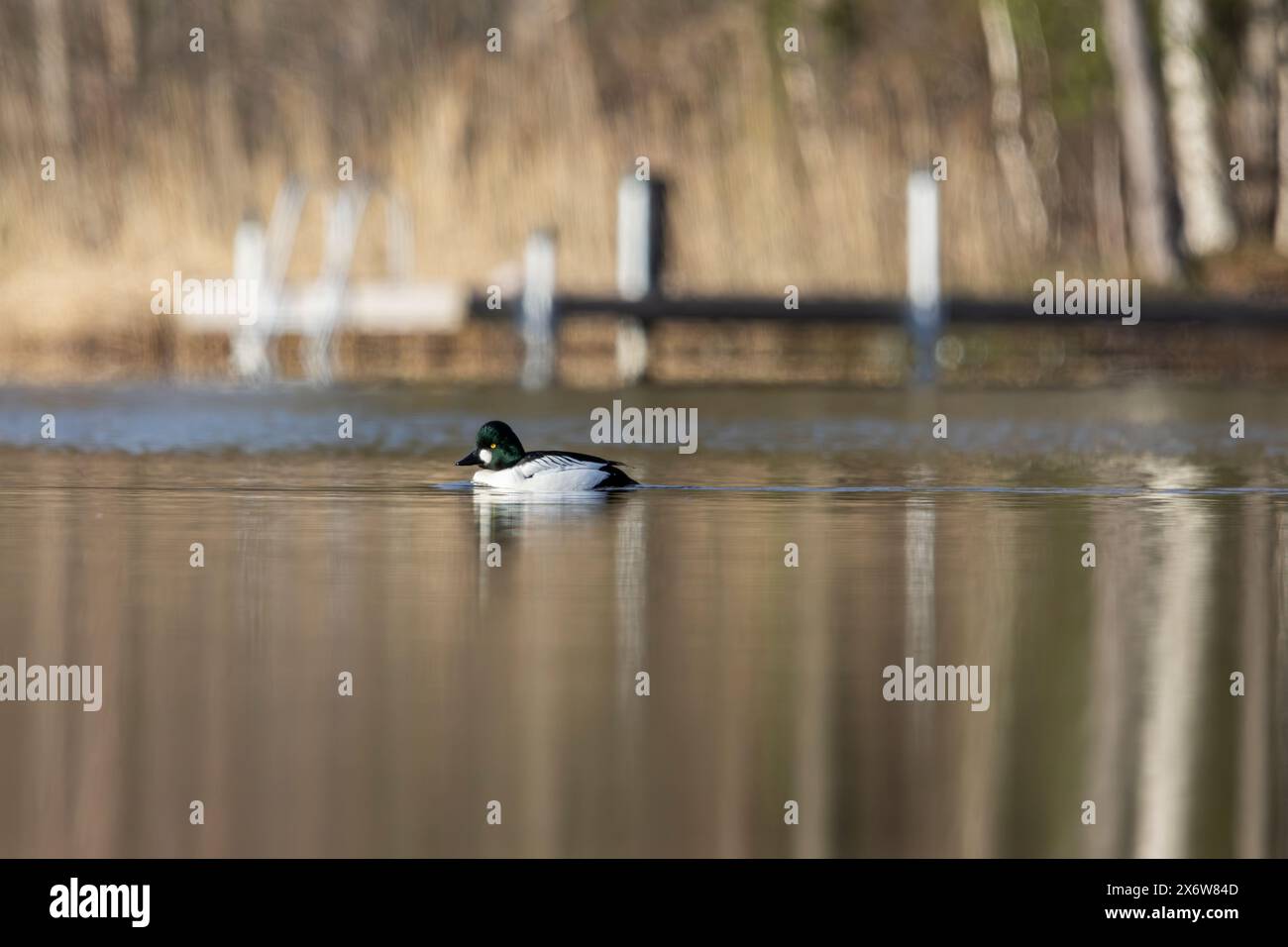 A golden eye in Finland Stock Photo - Alamy