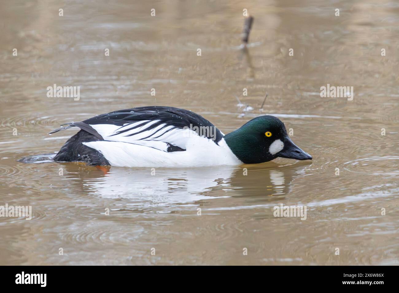 A golden eye in Finland Stock Photo - Alamy