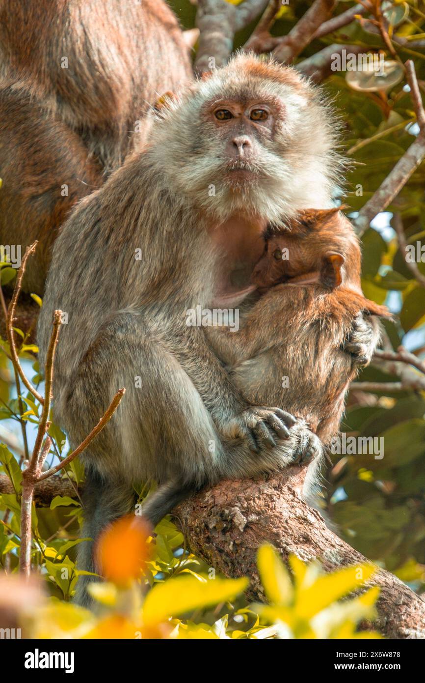 Mauritius black river gorge monkey hi-res stock photography and images ...