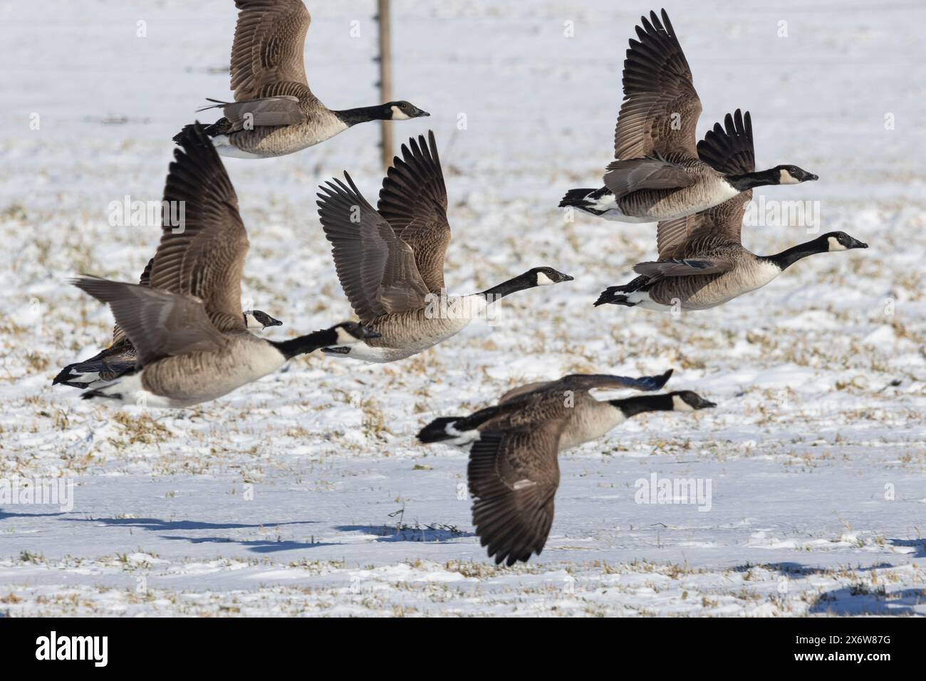 Geese species hi-res stock photography and images - Alamy