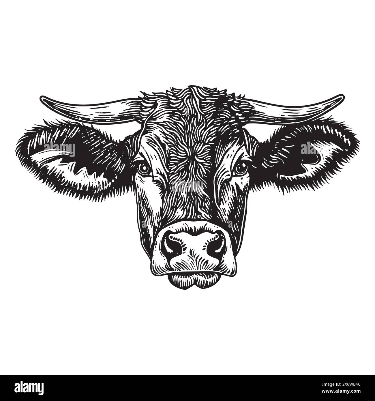 Cow Head Pencil Drawing