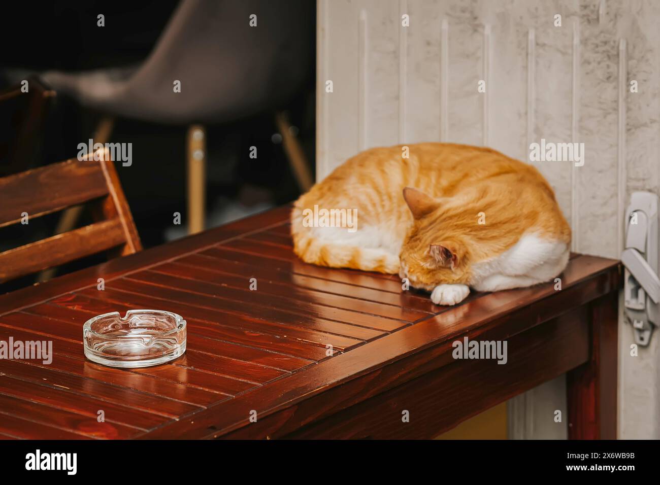 Cute cat sleeping on the table of the restaurant Stock Photo - Alamy