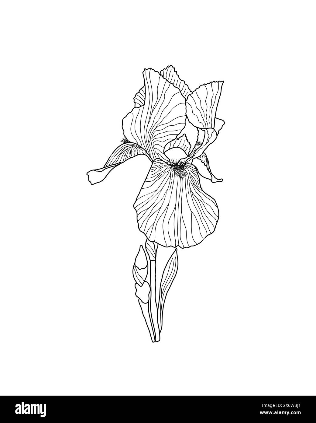 Flower With Stem Outline Clipart