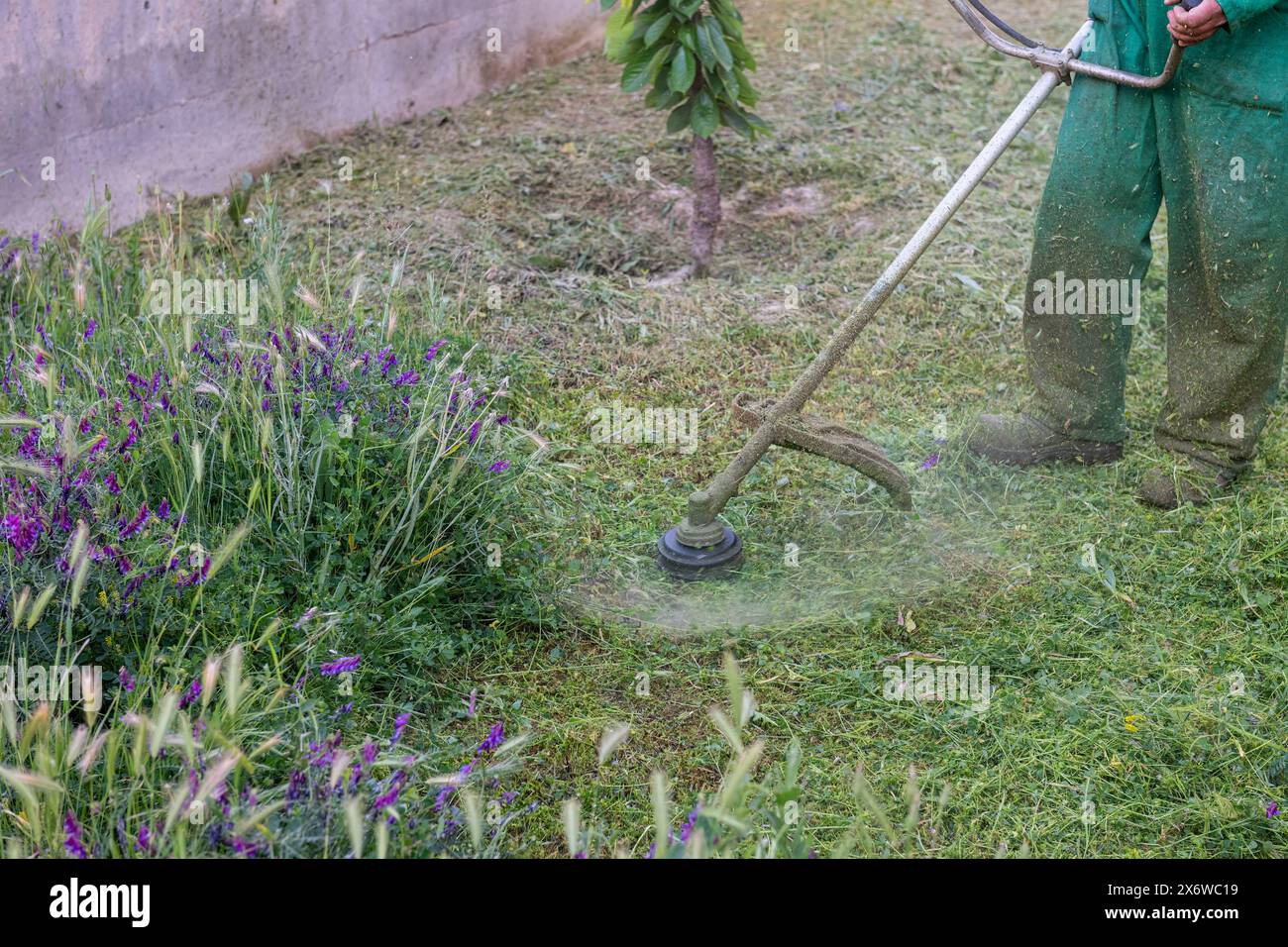 Farmer mowing green grass with a scythe in the garden Stock Photo - Alamy