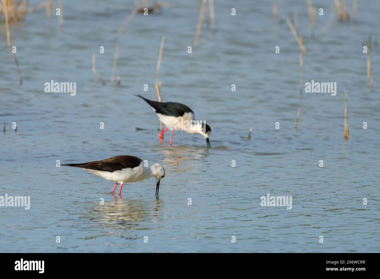 Couple of stilts, himantopus himantopus, feeding in the El Hondo ...
