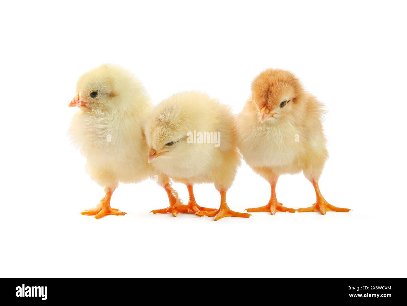 Cute chicks isolated on white. Baby animals Stock Photo - Alamy
