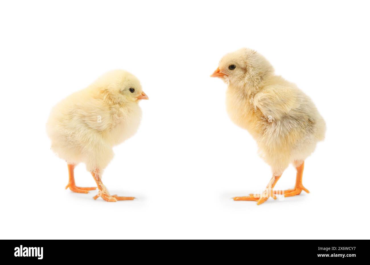 Two cute chicks isolated on white. Baby animals Stock Photo - Alamy