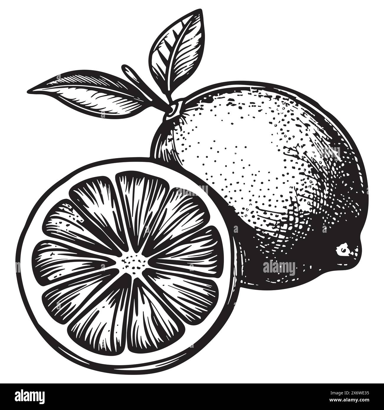 Hand Drawn Sketch Lemon Illustration Stock Vector Image & Art - Alamy