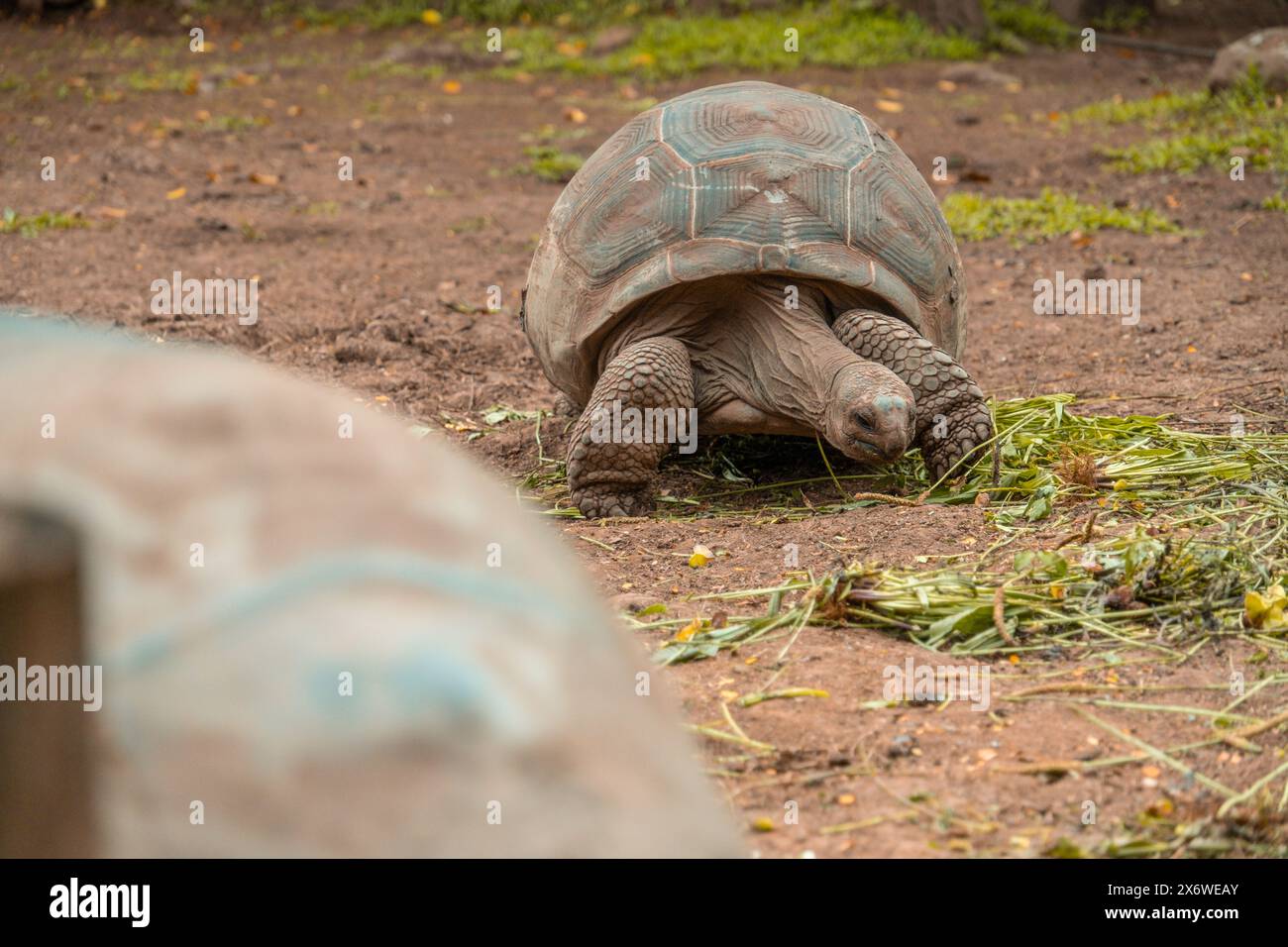 Colored tortoises hi-res stock photography and images - Alamy