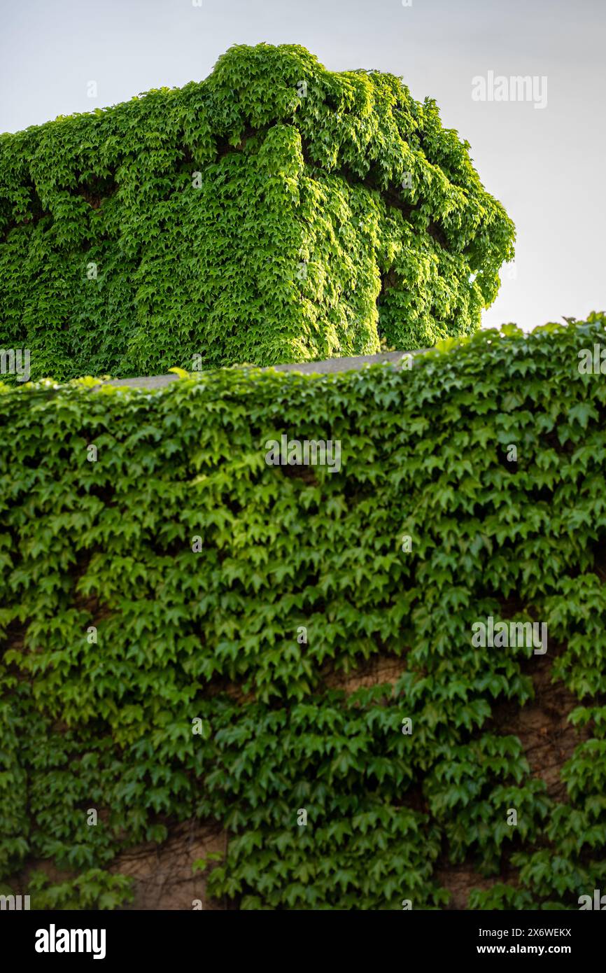 Green facade, eco house. Ivy covered building. Vine creeper on facade ...