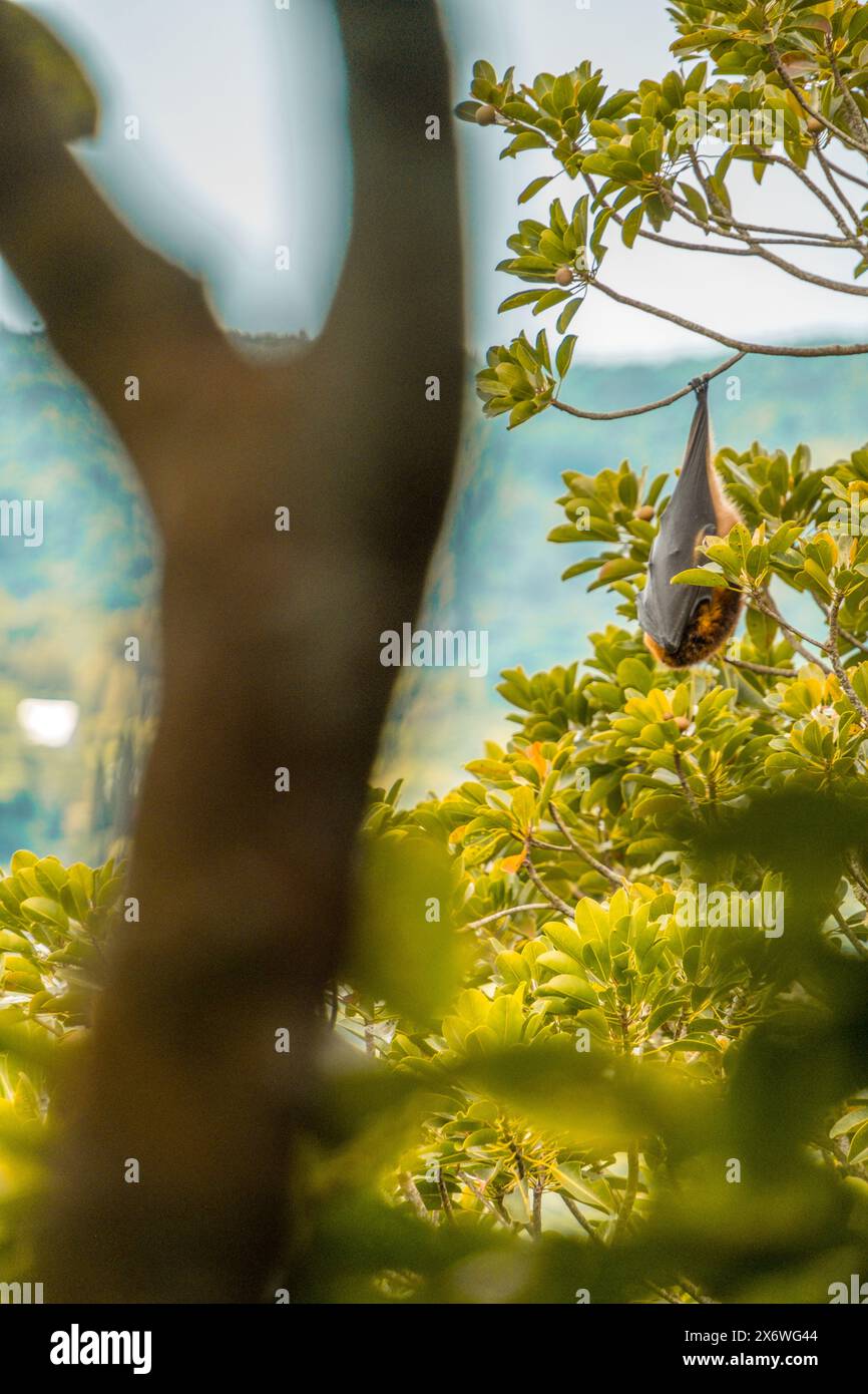 Sleeping fruit bat in the Ebony Forest Reserve of Mauritius Stock Photo ...
