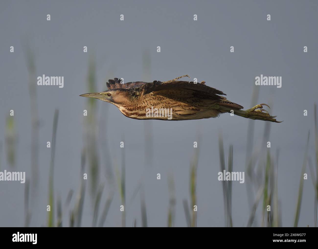 Bittern (Botaurus stellaris) in flight, Island Mere Hide, RSPB Minsmere ...