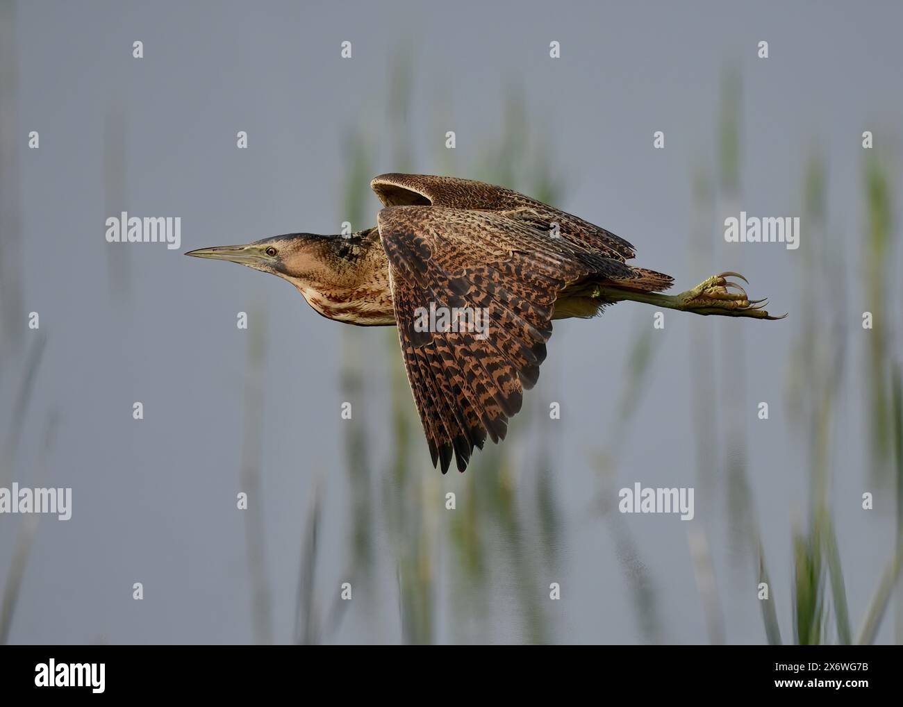 Bittern (Botaurus stellaris) in flight, Island Mere Hide, RSPB Minsmere ...