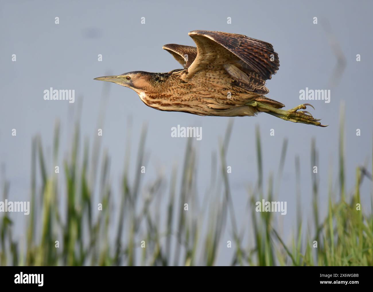 Bittern (Botaurus stellaris) in flight, Island Mere Hide, RSPB Minsmere ...