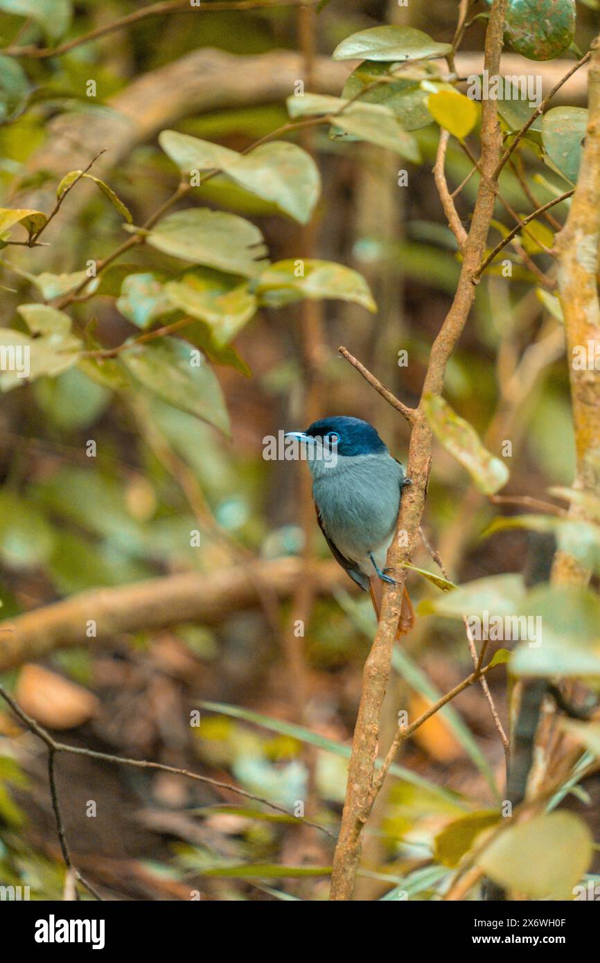 Ebony bird of paradise hi-res stock photography and images - Alamy
