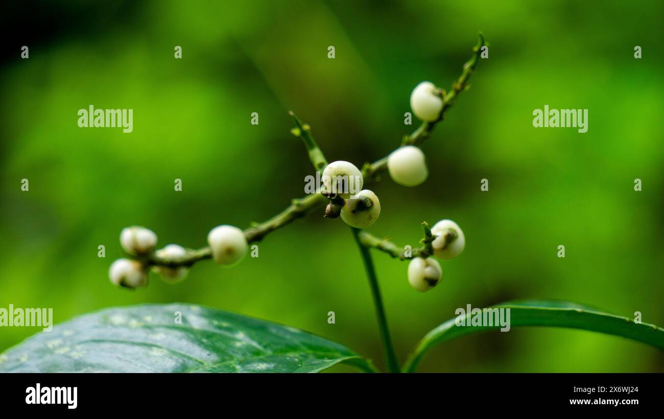 Chloranthus officinalis (Chloranthus erectus, Lowland Chloranthus, Rami ...
