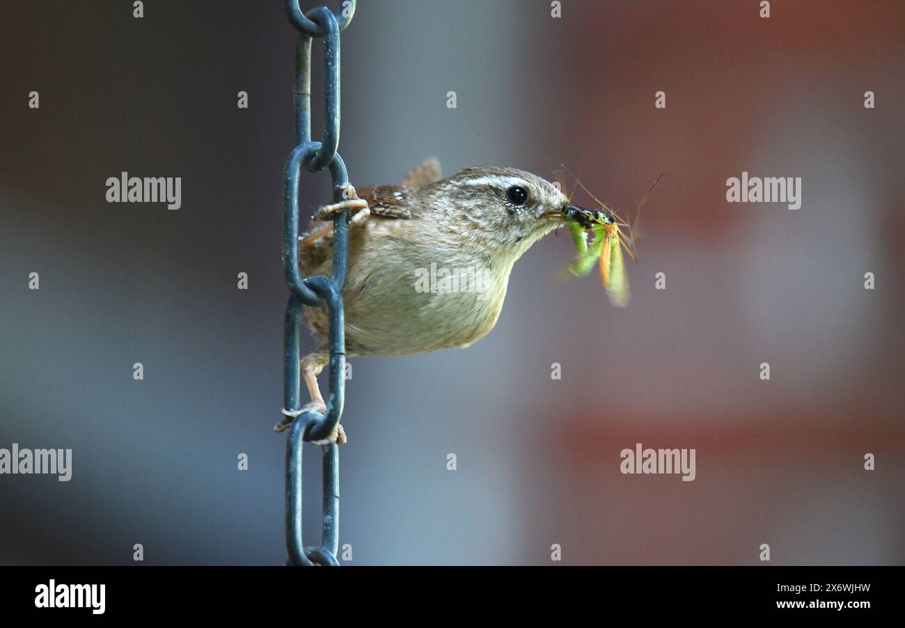 Wren With Insects In Its Beak Stock Photo - Alamy